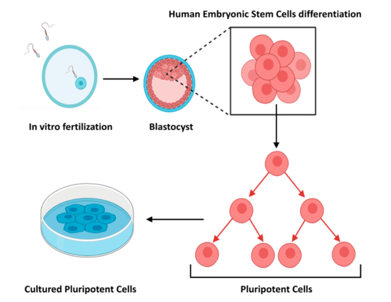 How We Produce Stem Cells… – CellMex